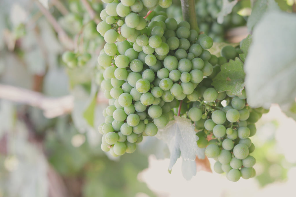 State of the Grapes: 2023 Vintage Update – Mt. Boucherie Estate Winery